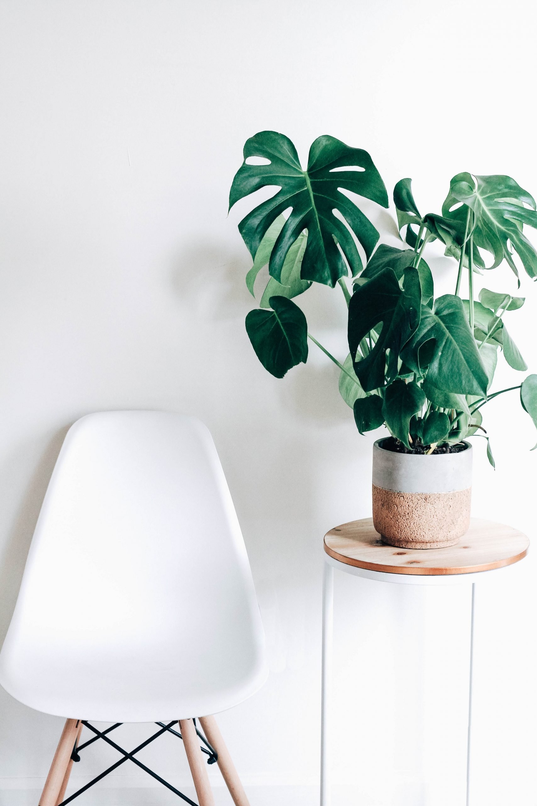 Office Oasis: Why Incorporating Plants Is Key To A Healthy & Productive ...