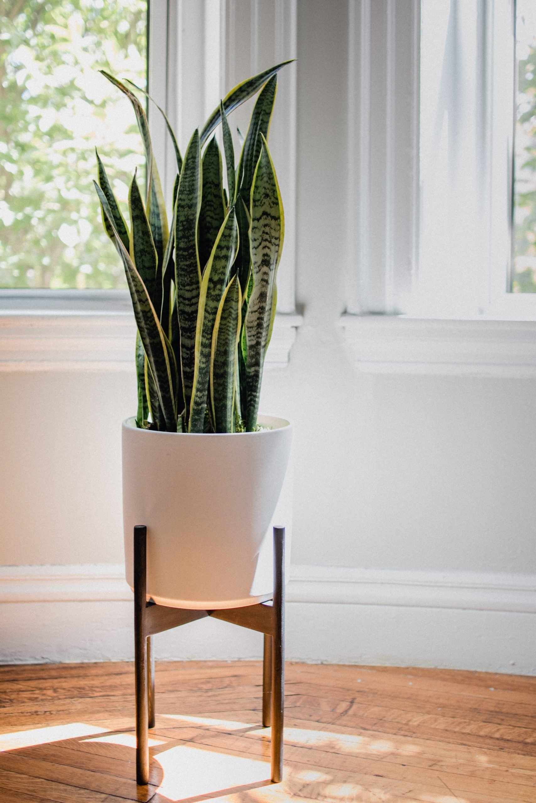 Office Oasis: Why Incorporating Plants Is Key To A Healthy & Productive ...