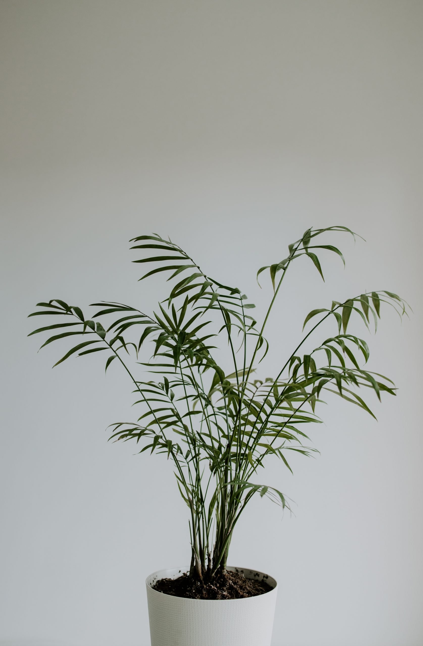 Office Oasis: Why Incorporating Plants Is Key To A Healthy & Productive ...